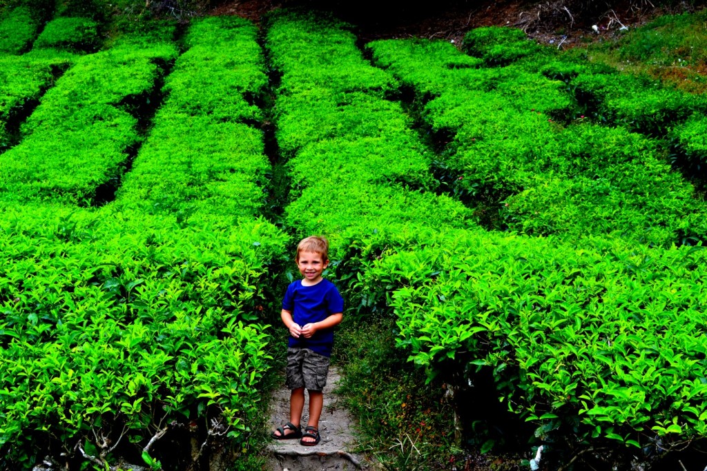 Find the intruder - whynotwithkids.com